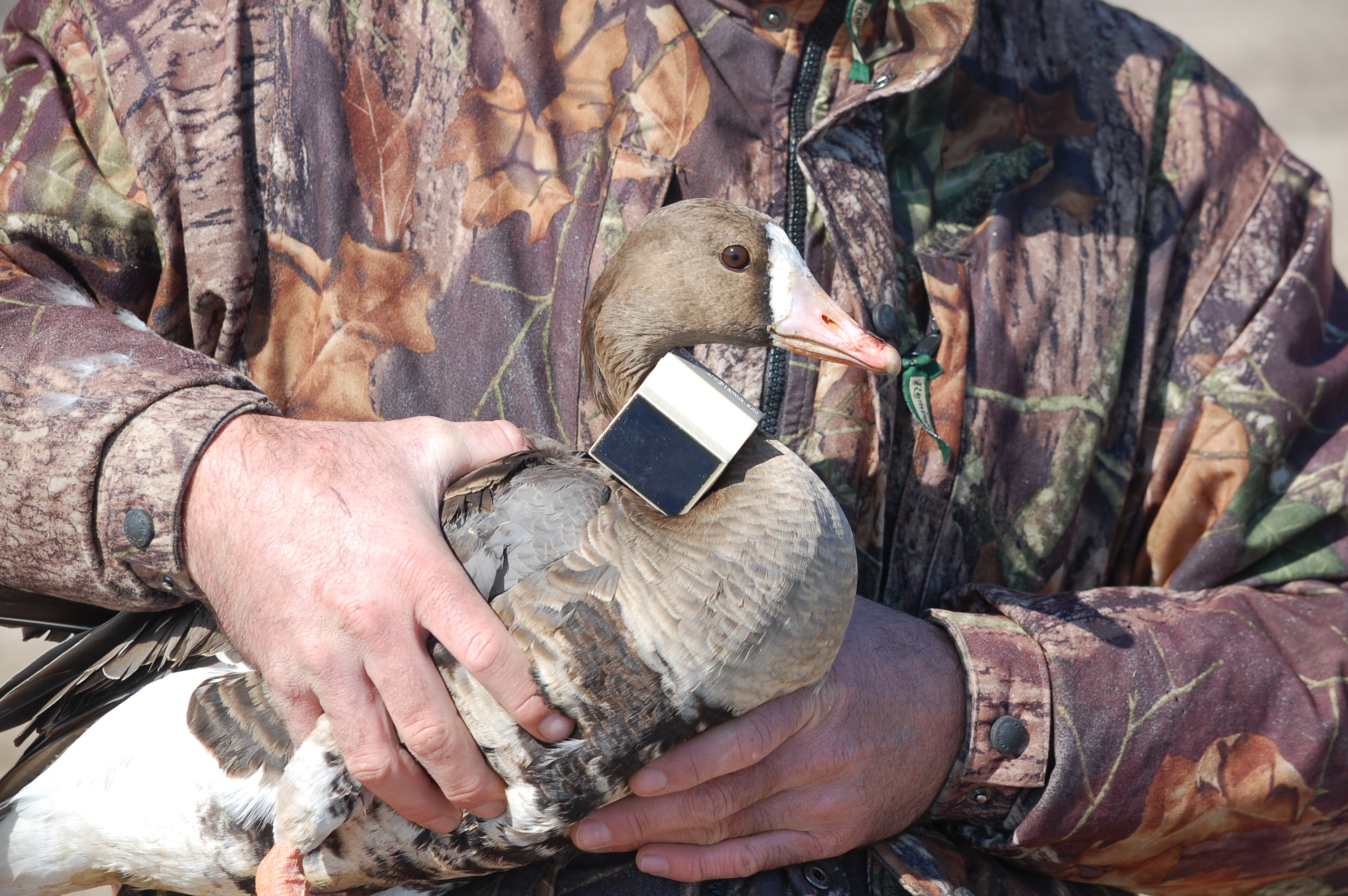 Waterfowl and Wetland Birds | Caesar Kleberg Wildlife Research Institute